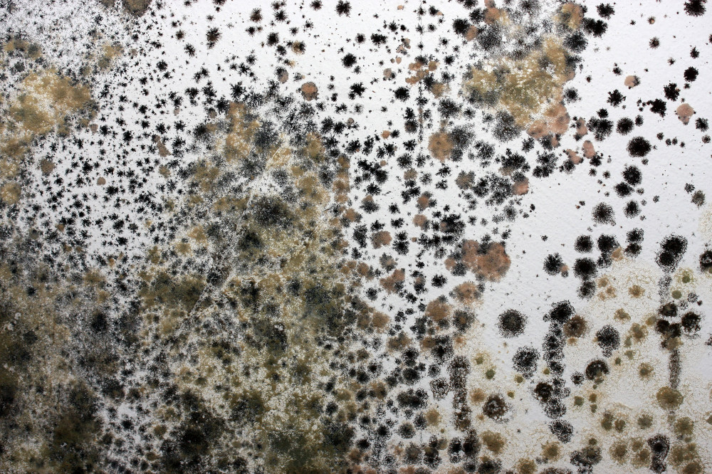 How to Detox From Mold Toxicity Part 1: Cleaning Your Environment