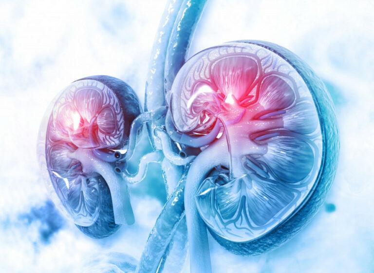 The 3 Best Kidney Support Supplements for Optimal Kidney Function